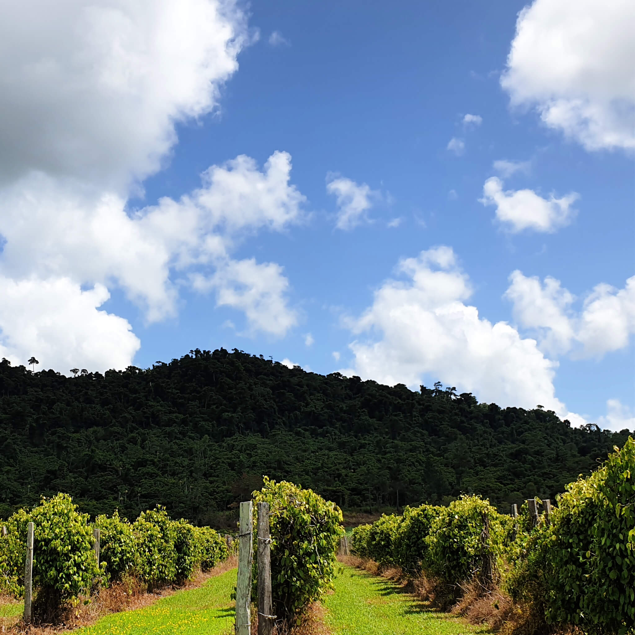 How Aussie Pepper started – Far North Plantations